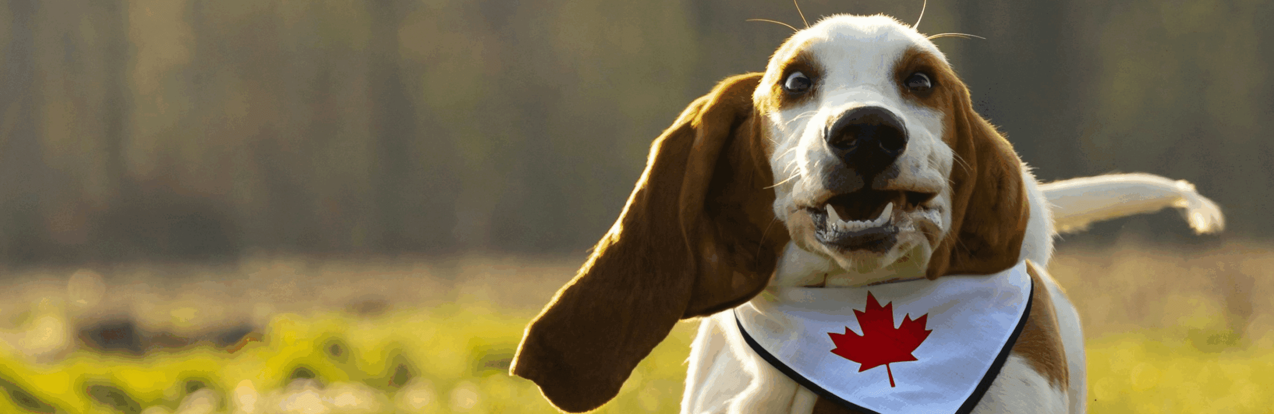 DVM Jobs in Canada